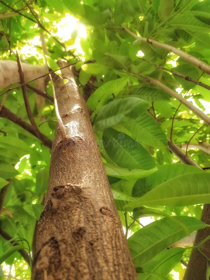 Tall peruvian tree stock image. Image of atall, peruvian - 184950467