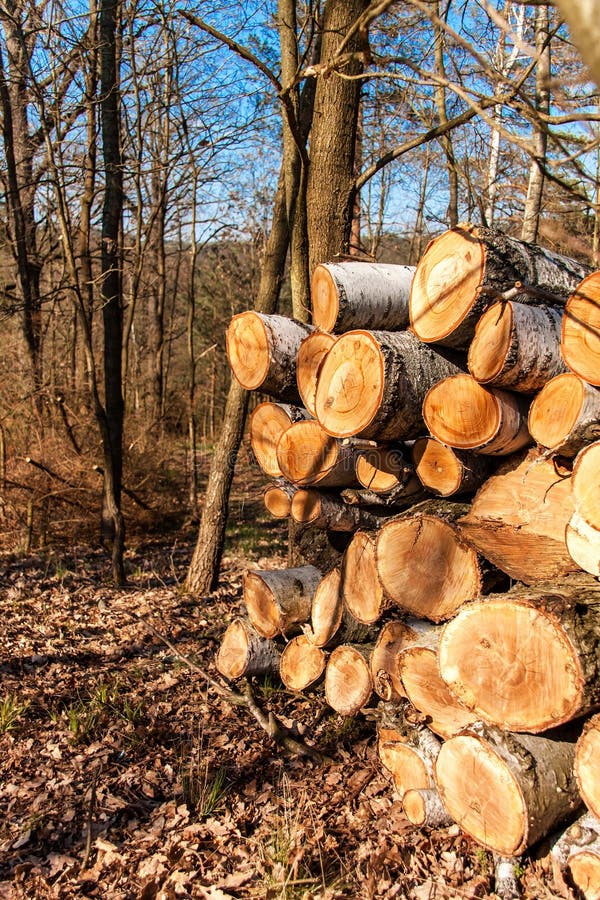 Tall Pine on the Edge of the Forest. Mixed Forest Stock Photo - Image ...