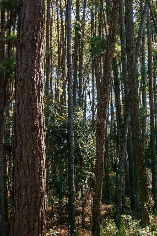 Tall Pine Forest stock image. Image of vertical, texture - 375036699