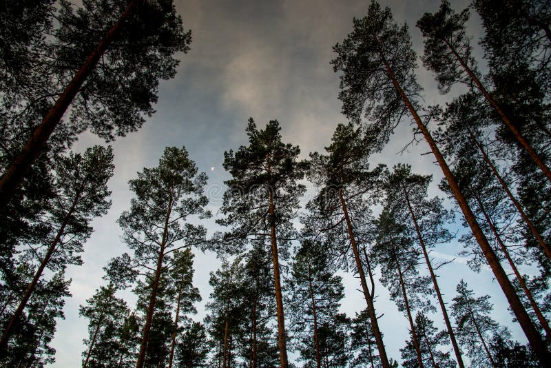 Pine forest at night stock photo. Image of angle, forest - 125761322