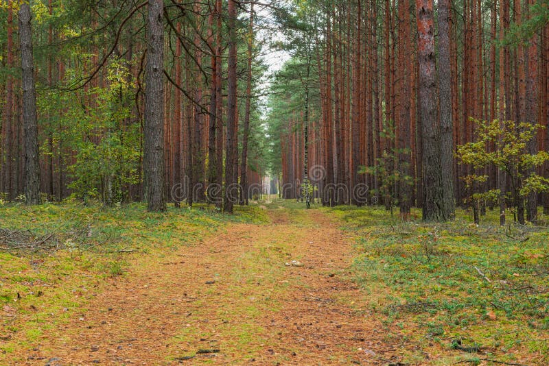 Unpaved, Unpaved Road through a Tall Pine Forest. Stock Photo - Image ...