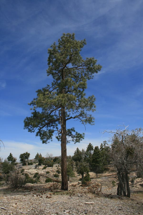 Tall pine four stock photo. Image of green, garden, pine - 223966042