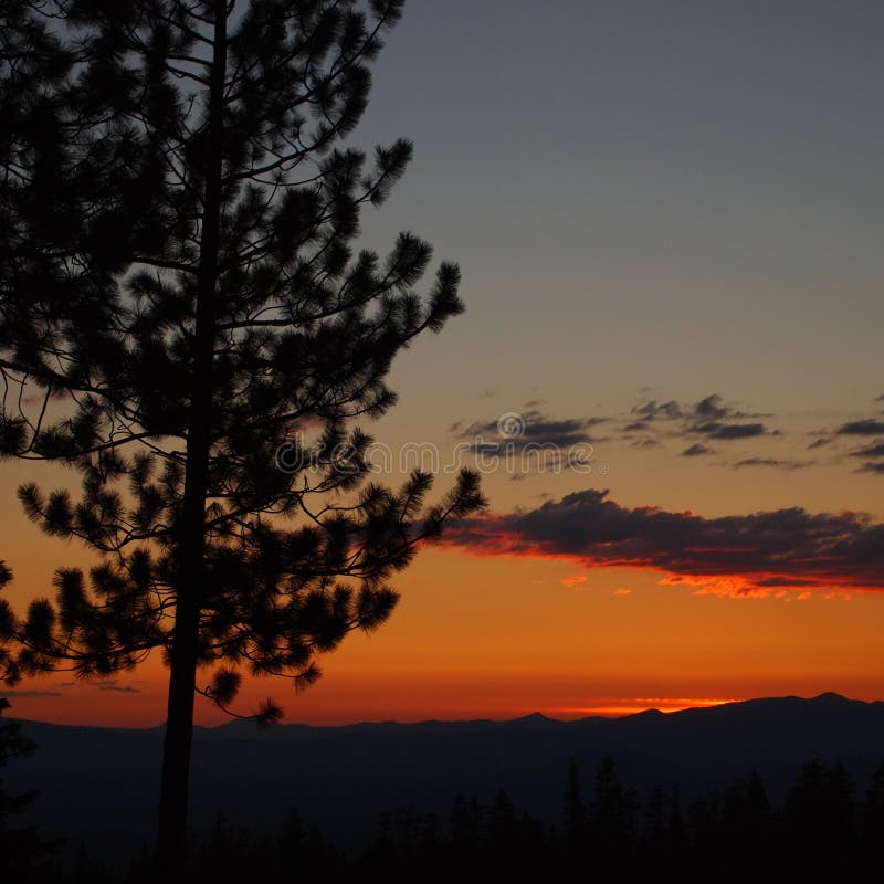 Tall pine sunset stock image. Image of oregon, trees - 85208167