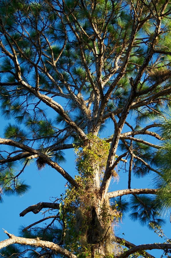 Tall pine tree branches stock image. Image of blue, trunk - 36776187