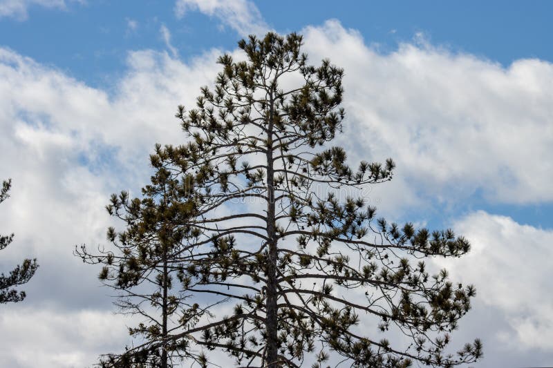 A Tall Pine Tree with Clouds and Blue Sky Stock Image - Image of green ...