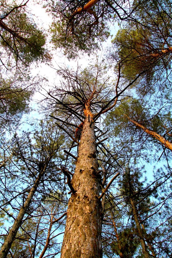 Tall Pine Tree in the Coniferous Forest. Stock Image - Image of timber ...
