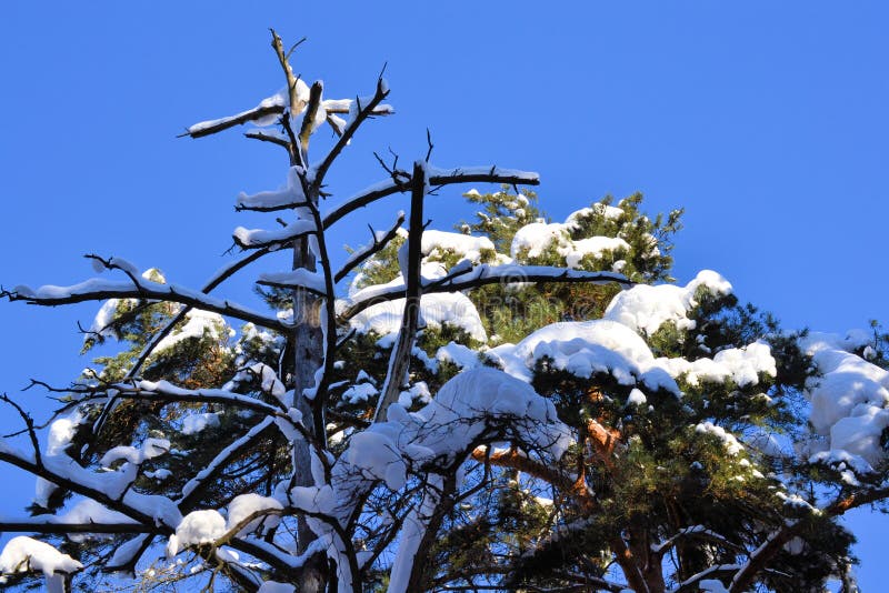 Tall Pine Tree Covered with Snow. Winter Day Stock Image - Image of ...