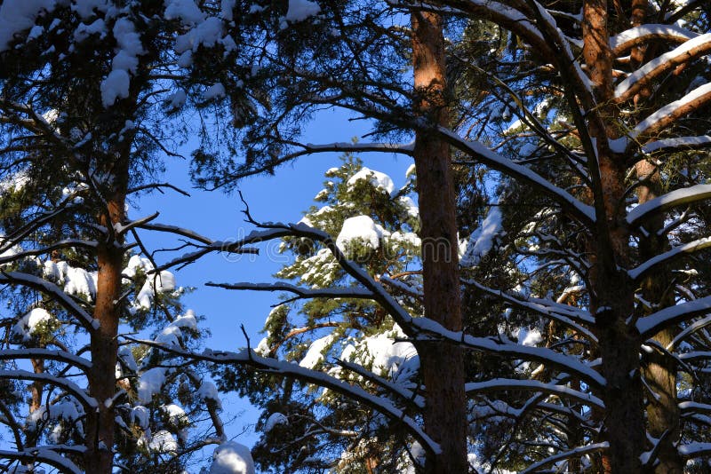 Tall Pine Tree Covered with Snow. Winter Day Stock Photo - Image of ...