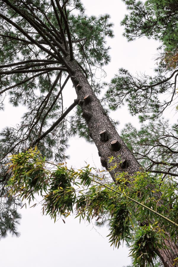 Tall pine four stock photo. Image of green, garden, pine - 223966042