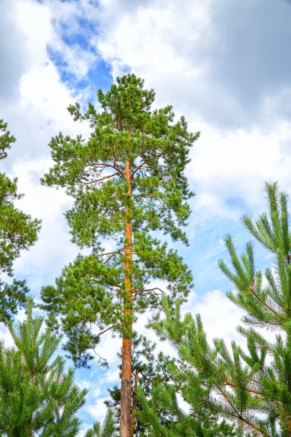 A Tall Pine Tree in a Pine Forest Stock Photo - Image of green, forest ...