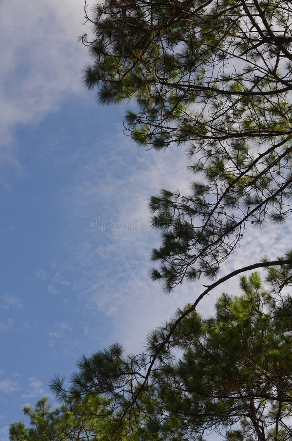 Branches and Leaves of Pine with Cloud Sky Stock Photo - Image of calm ...