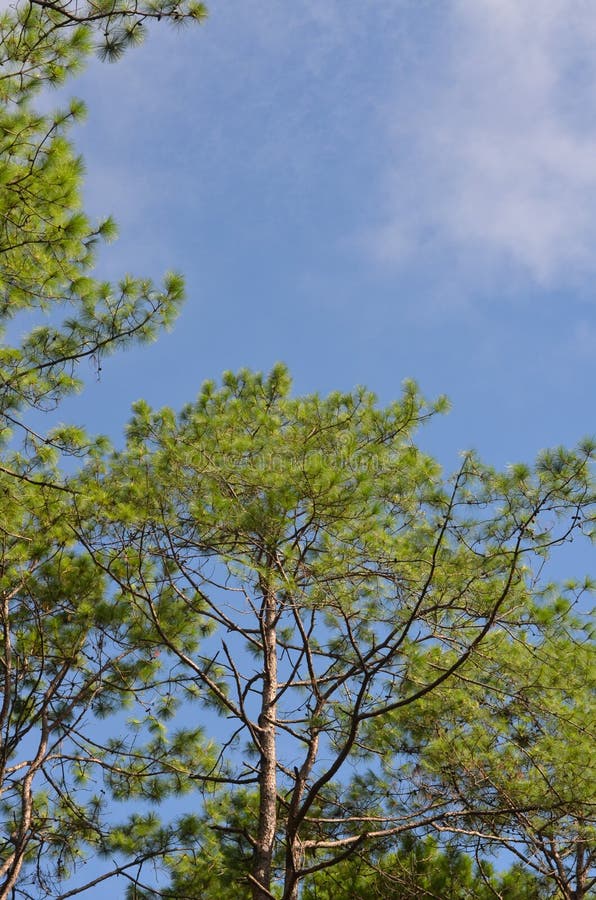 Branches and Leaves of Pine with Cloud Sky Stock Image - Image of ...