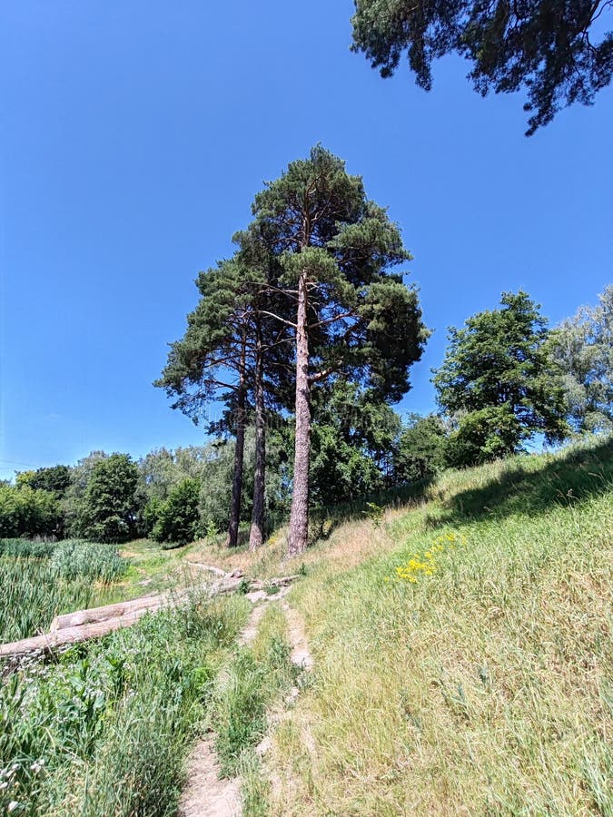 A Tall Pine Tree in a Forest Clearing Stock Image - Image of forest ...
