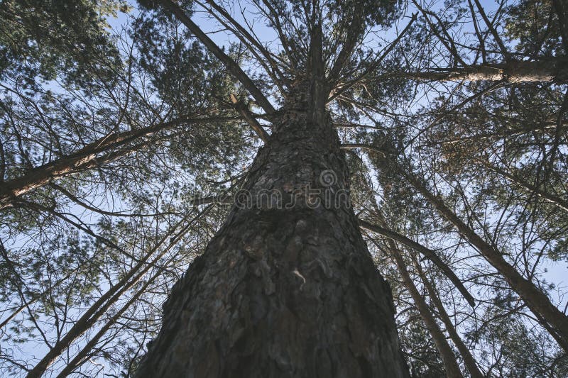 Tall Pine Tree in Forest in Closeup with View from Below. Stock Photo ...
