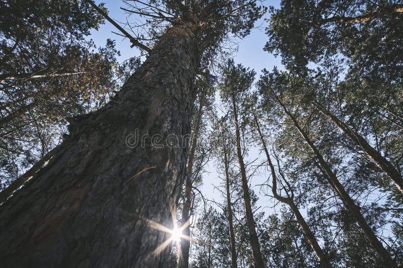 Tall Pine Tree in Forest in Closeup with View from Below. Stock Photo ...