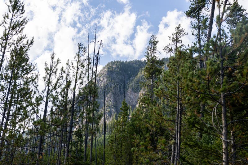 Tall Pine Tree Forest and Mountain Peak in the Background Light Cloudy Day Stock Image - Image ...