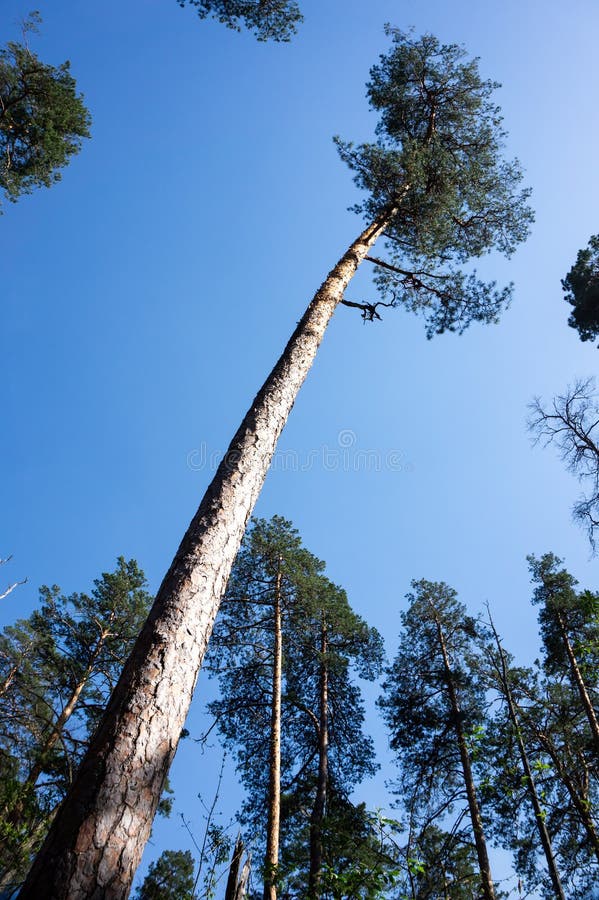 Tall Pine Tree in the Forest Under Blue Sky, Bottom View Wide Angle ...