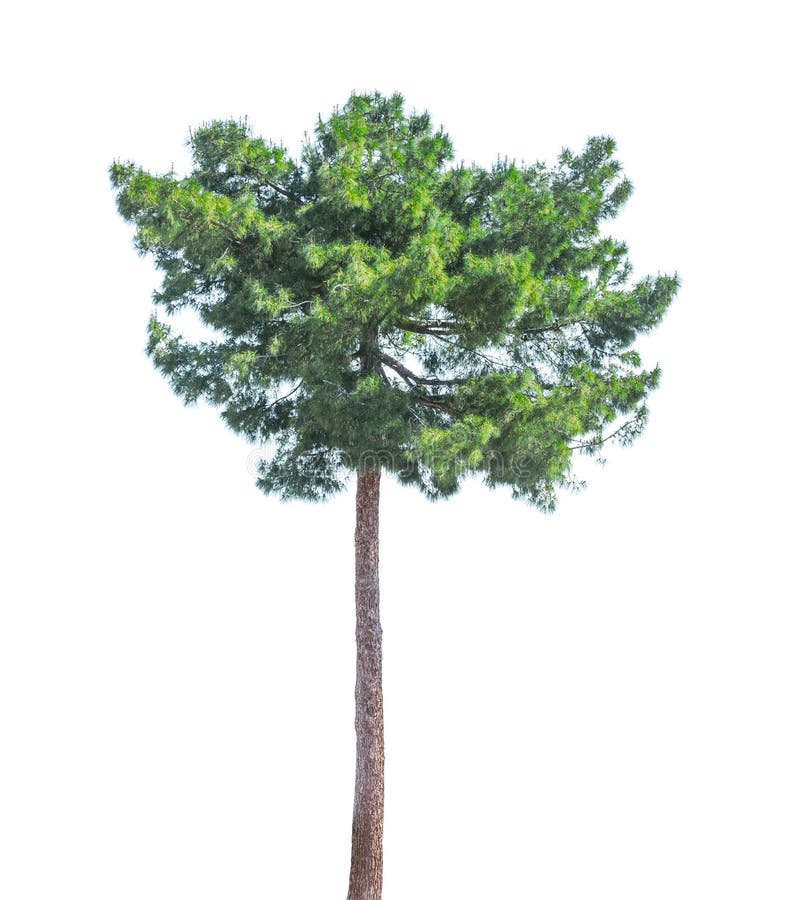 Tall pine tree. stock image. Image of lumber, environment - 62990903