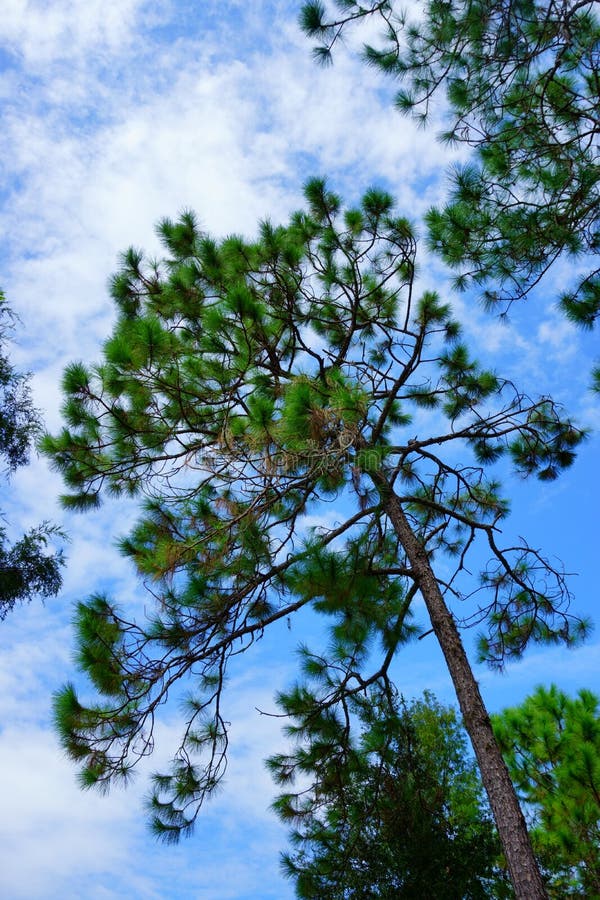 The Tall Pine Tree Leaf in Spring in Florida Stock Photo - Image of ...
