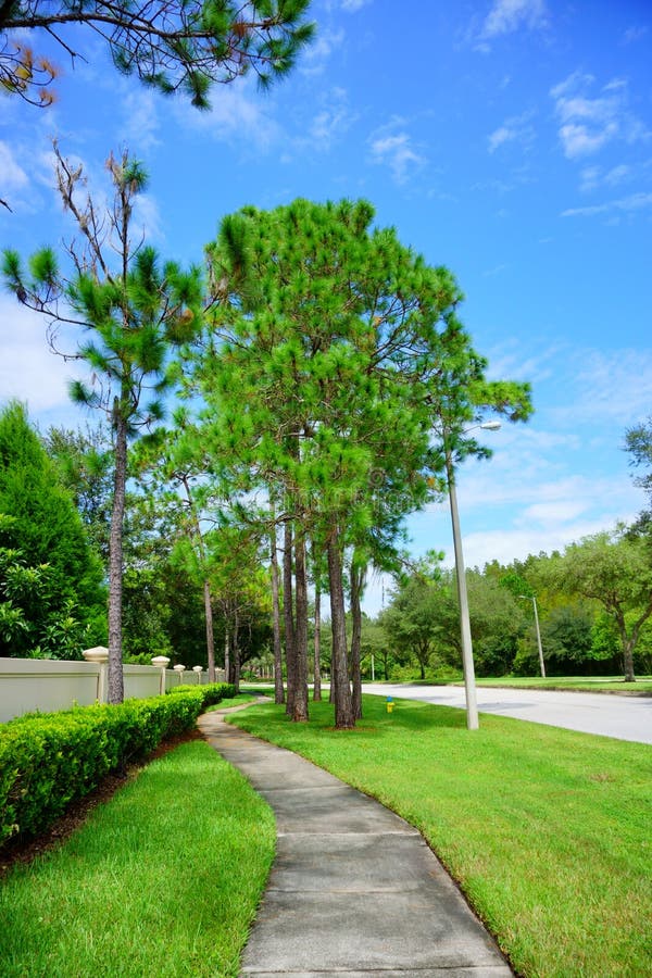 The Tall Pine Tree Leaf in Spring in Florida Stock Photo - Image of ...