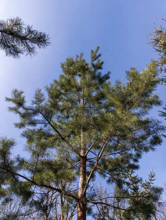 A Tall Pine Tree in the Middle of a Forest Stock Photo - Image of color ...