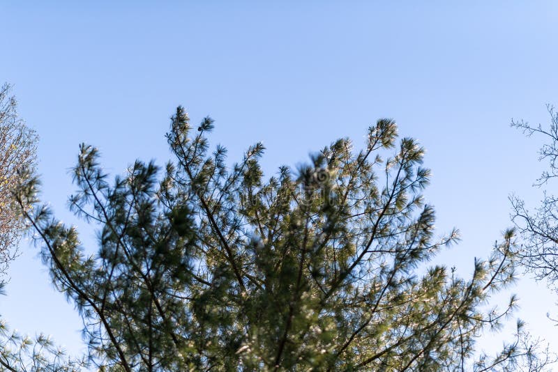 Tall Pine Tree with Multiple Fresh Needles on Branches Stock Image ...