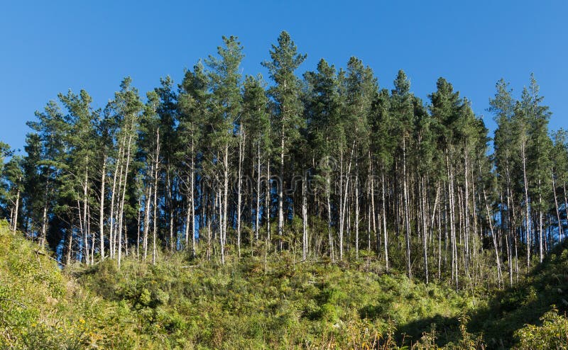 Tall Pine Tree stock photo. Image of high, outdoor, landscape - 41849452