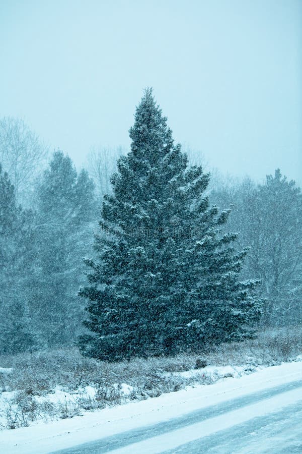A Tall Pine Tree Covered in Snow Stock Image - Image of snow ...