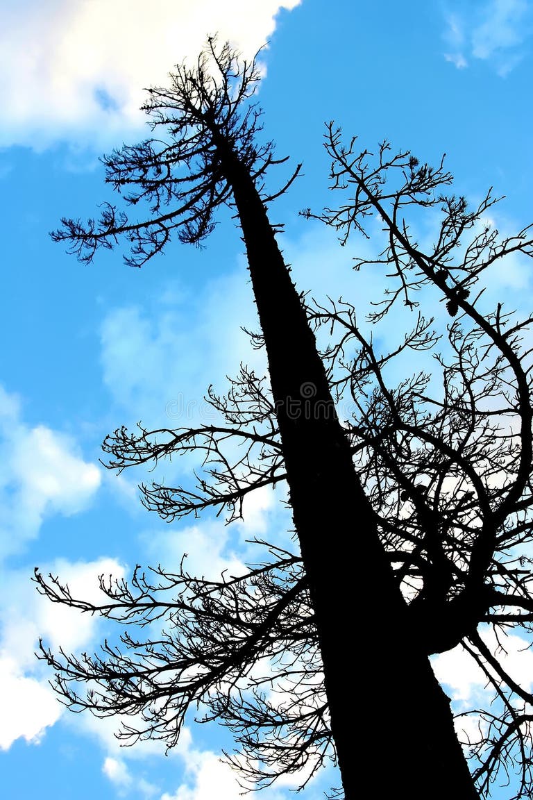 2,375 Tall Pine Tree Silhouette Stock Photos - Free & Royalty-Free ...