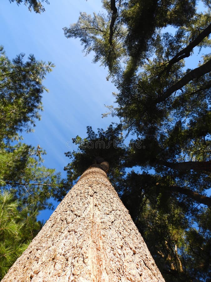 Tall Pine Tree Spires Reach To the Blue Sky Above Stock Photo - Image ...