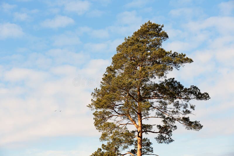 A Tall Pine Tree Standing in Spring Light Stock Photo - Image of trees ...