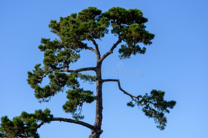 Tall Pine Tree Stands Against a Bright Blue Sky, with Its Branches ...