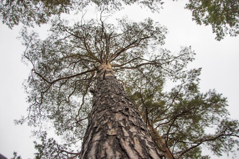 Tall Pine Tree Tops Against Blue Sky and White Clouds Stock Image ...