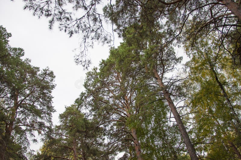 Tall Pine Tree Tops Against Blue Sky and White Clouds Stock Image ...