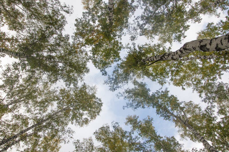 Tall Pine Tree Tops Against Blue Sky and White Clouds Stock Photo ...