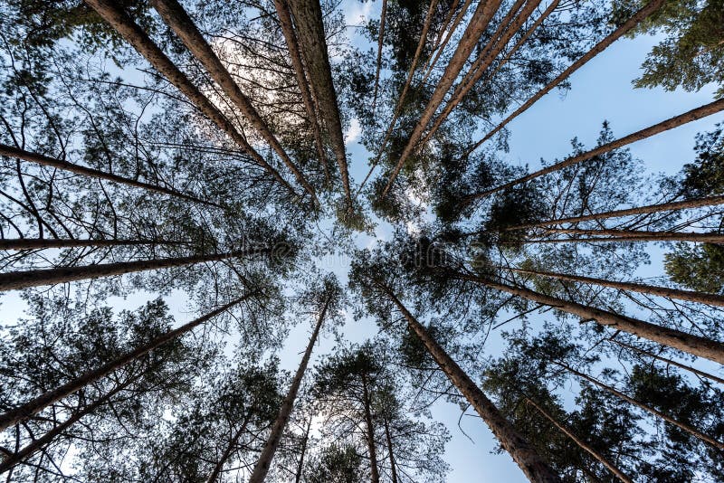 Tall pine tree tops stock image. Image of natural, plant - 149420109