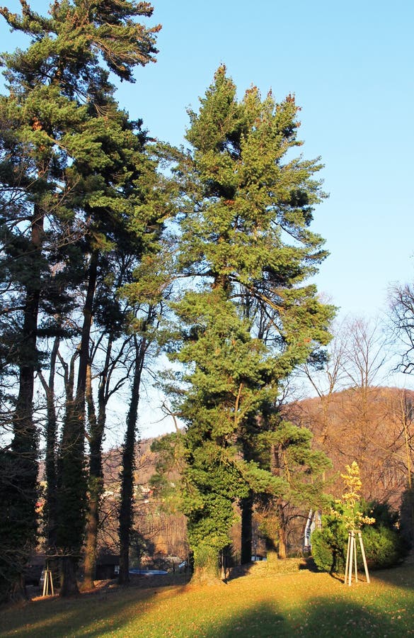 Branches Of A Very Tall Pine Tree Stock Photo - Image of landscape ...