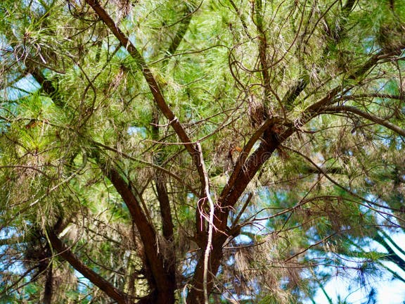 Tall Pine Tree with Visible Trunk and Bark Texture, Surrounded by ...