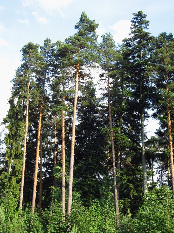 Tall pine trees stock image. Image of trunks, high, plants - 55511485