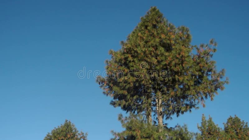 Tall Pine Trees Against a Pristine Himalayan Backdrop Under a Clear ...