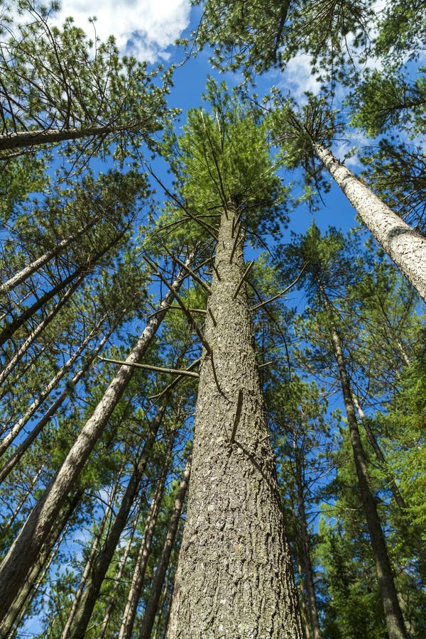 Tall Pine Trees in Algonquin Park Stock Image - Image of conifer ...