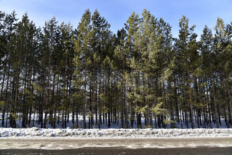 Tall Pine Trees Along the Road in Winter Stock Photo - Image of path ...