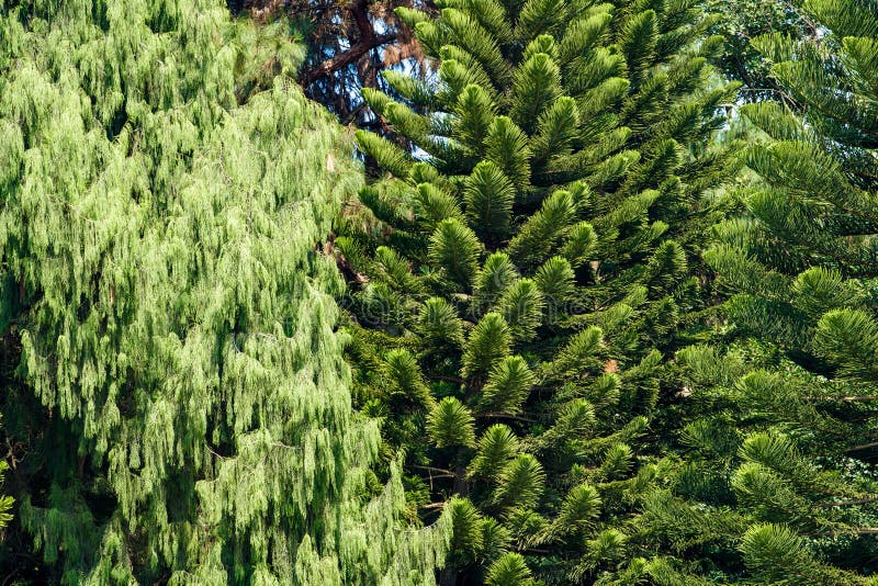 Tall Pine Trees Close-up in the Park Stock Image - Image of flower ...