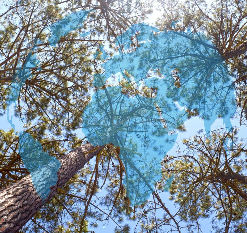 Tall Pine Trees in a Cloudless Sky in Summer with the Sun Behind Stock ...