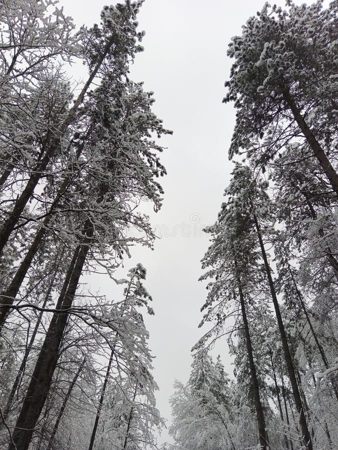 Treetops Under the Snow Cover. Background Nature. Background Forest ...