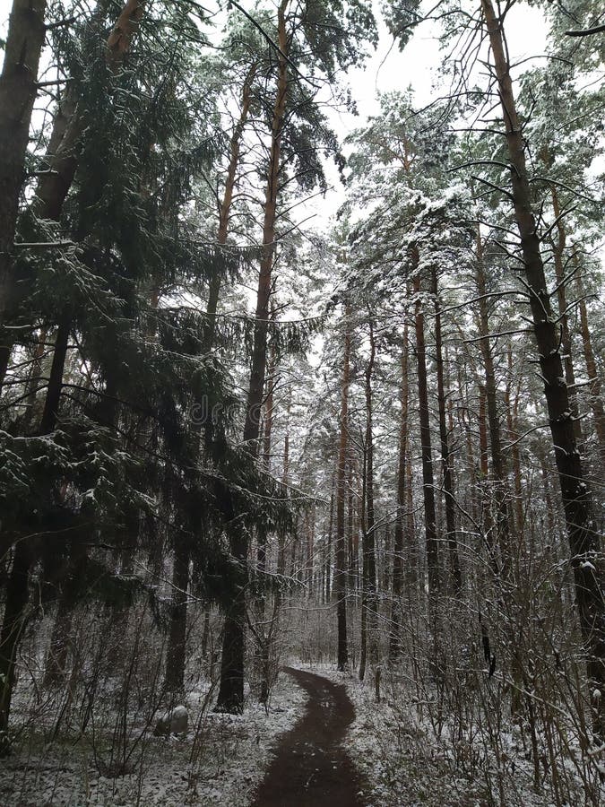 A Walk in the Winter Forest Stock Image - Image of wilderness, plant ...