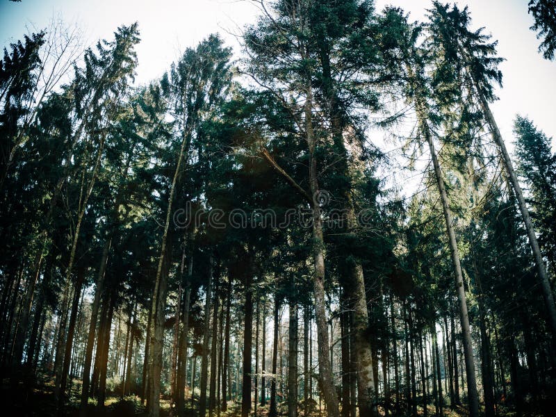Tall Pine Trees in European German Forest Stock Image - Image of blue ...