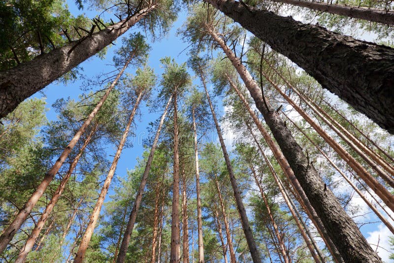Tall Pine Trees in the Forest Stock Photo - Image of large, treetops ...