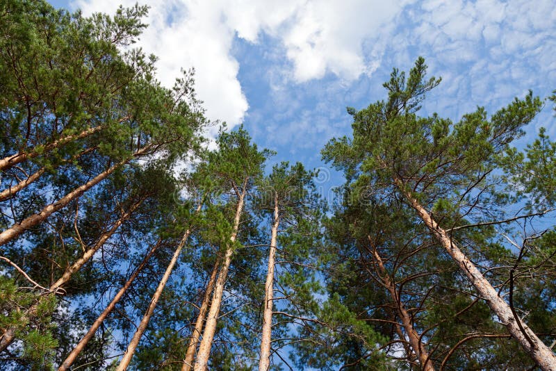 Tall Trees in the Forest stock photo. Image of clouds - 20108422