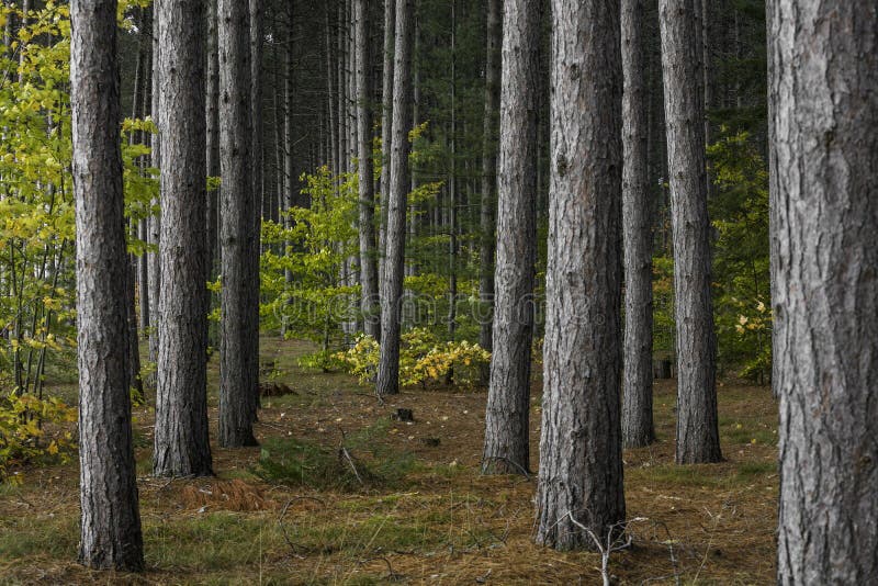Tall Pine Trees in the Forest with Fall Foliage Stock Image - Image of ...